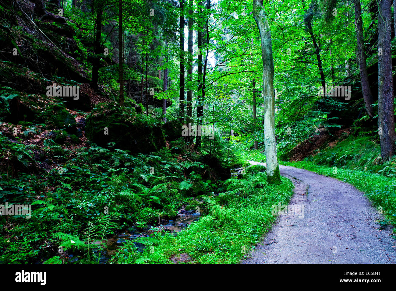 the summer forest scene A walk in the woods Stock Photo - Alamy