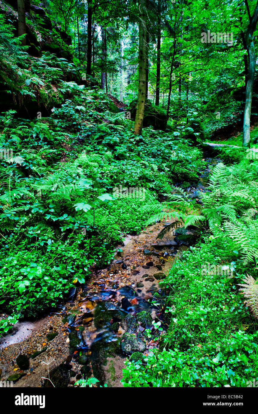 the summer forest scene Little creek in a peaceful wood Stock Photo - Alamy