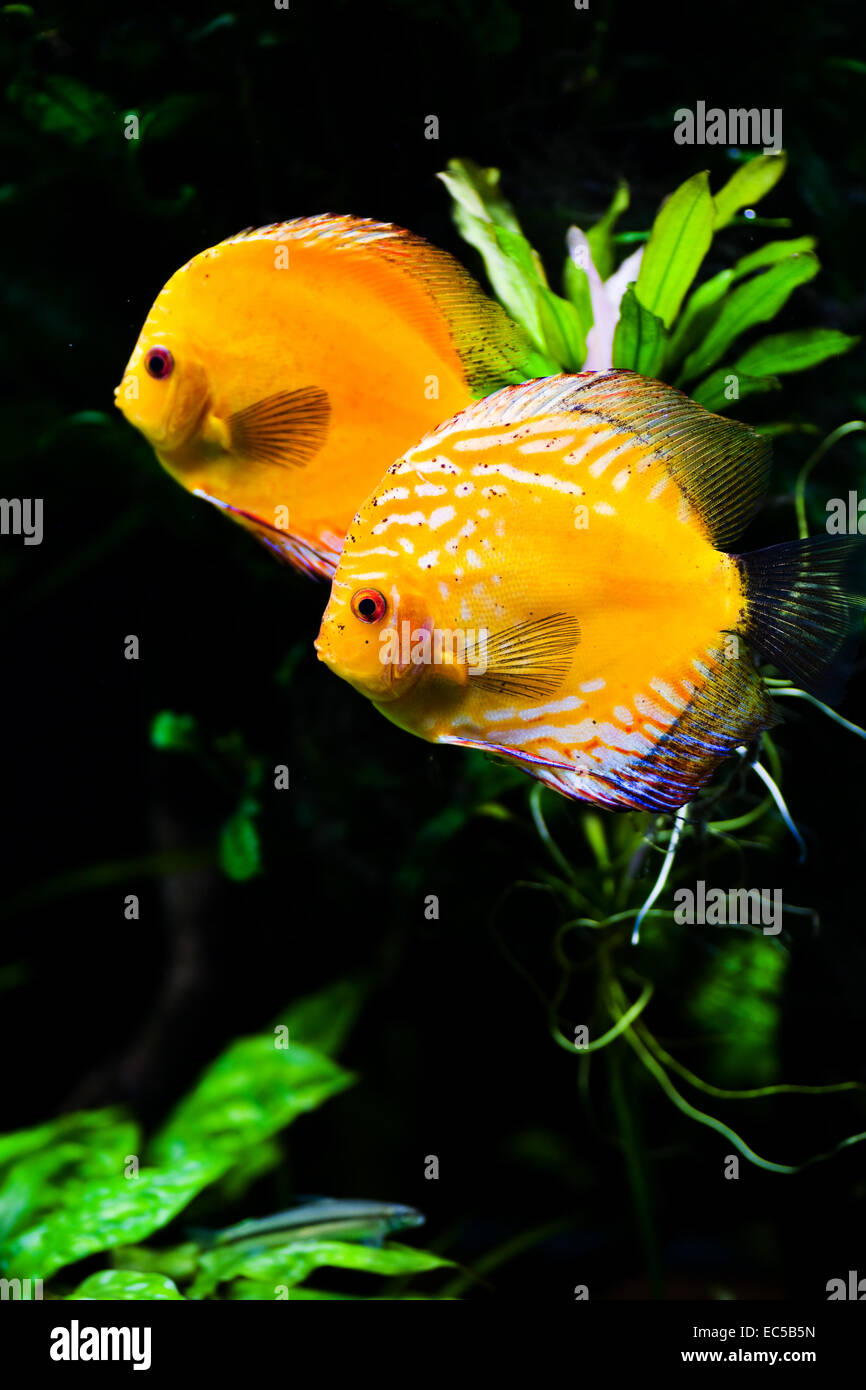 aquarium shot of a coral fish Stock Photo - Alamy