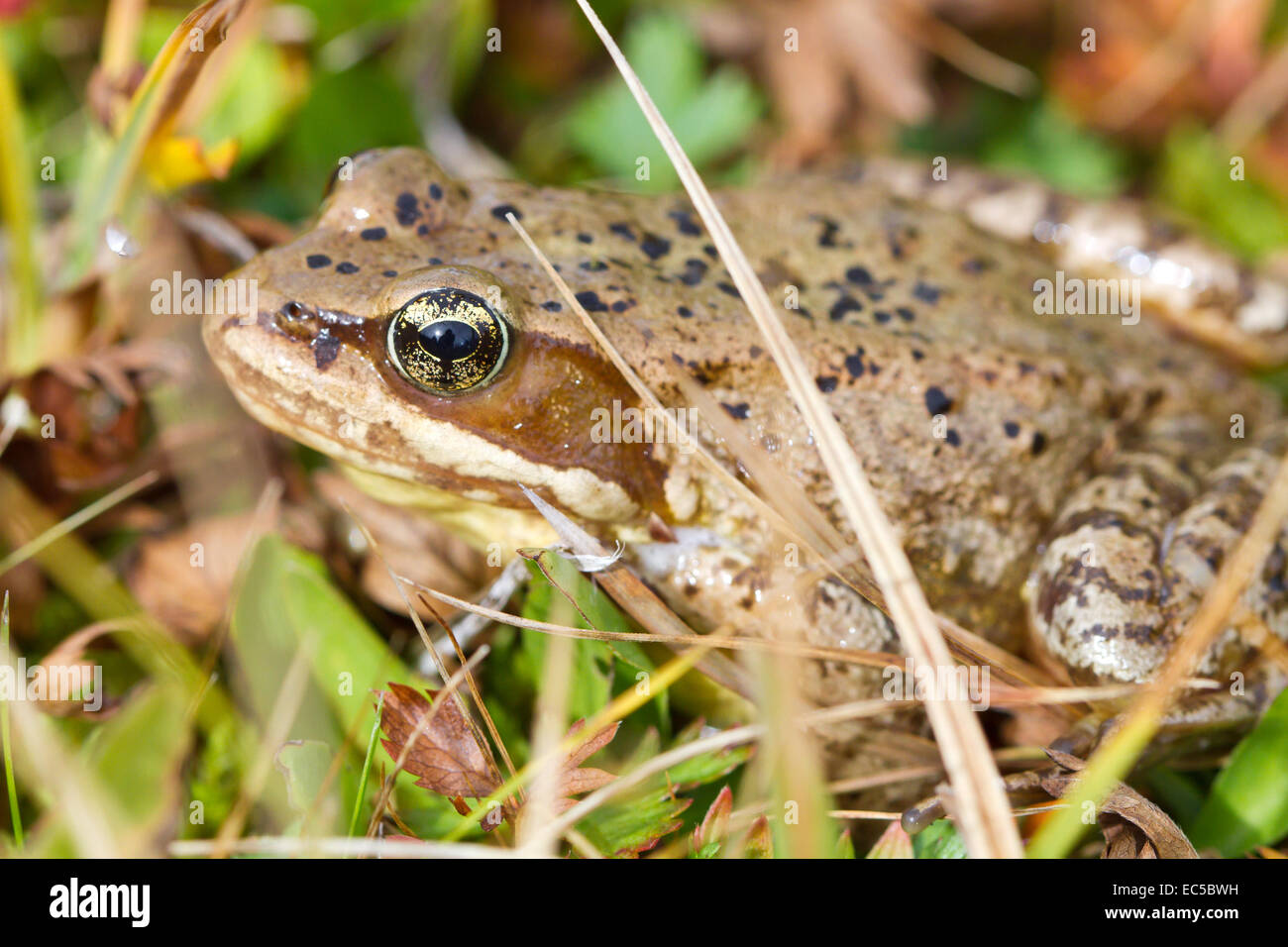 Cascades Frog (Rana cascadae) near Juniper Ridge, Washington, USA Stock ...