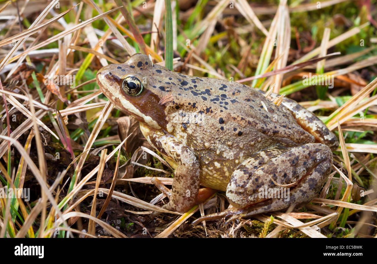 Cascades Frog (Rana cascadae) near Juniper Ridge, Washington, USA Stock ...