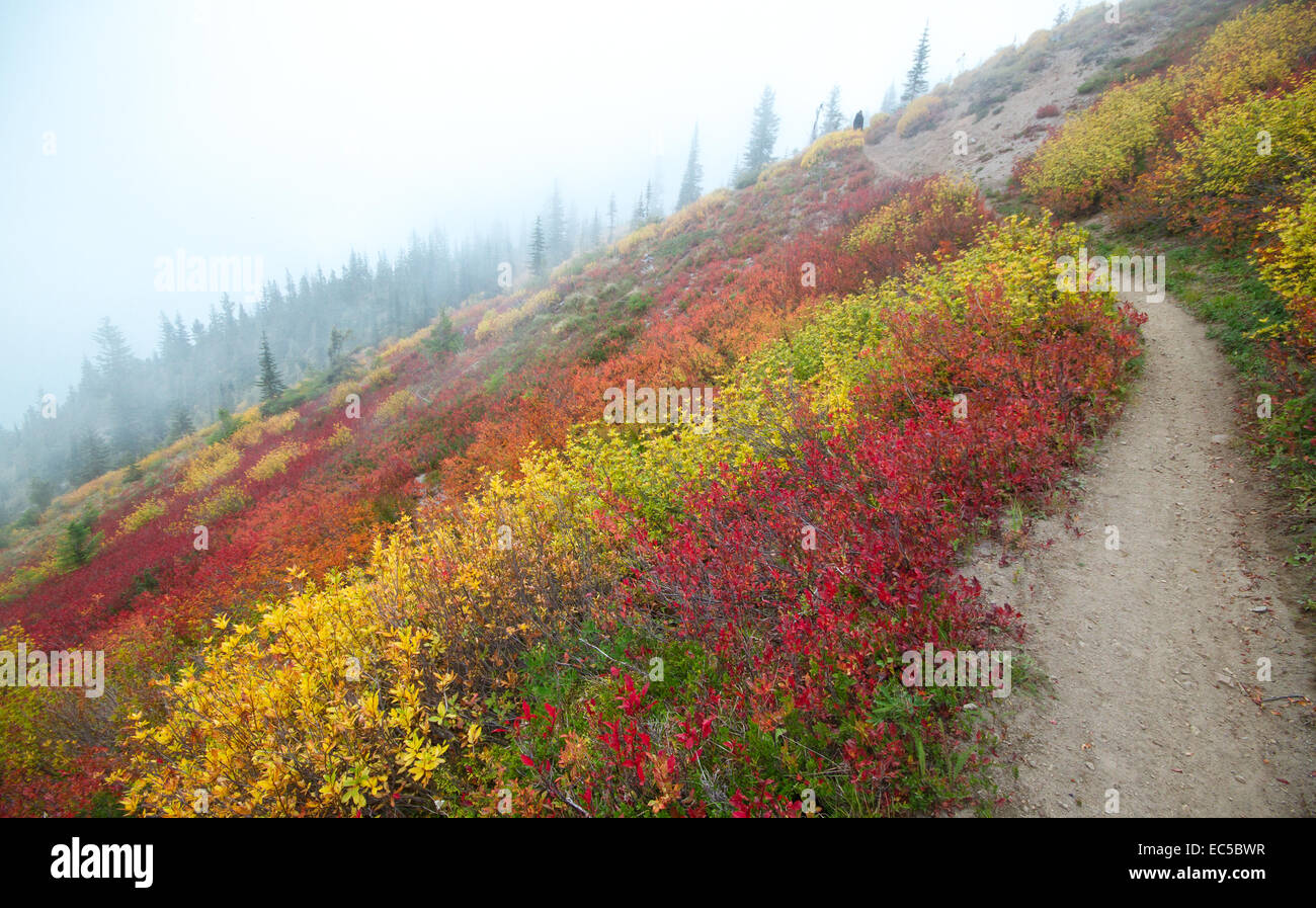 Fall Colors Along the Juniper Ridge Trail, Washington, USA Stock Photo ...