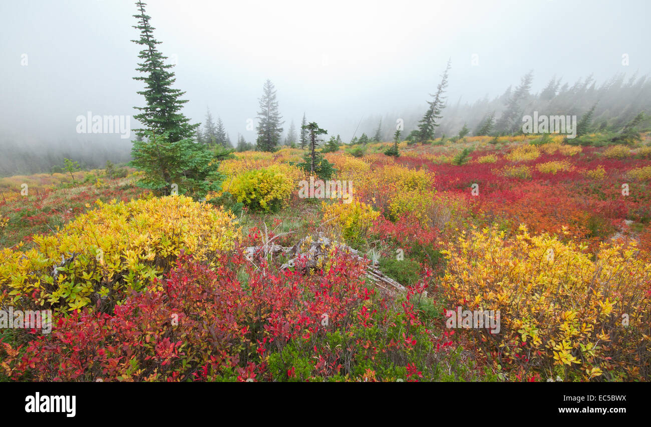 Fall Colors Along the Juniper Ridge Trail, Washington, USA Stock Photo ...