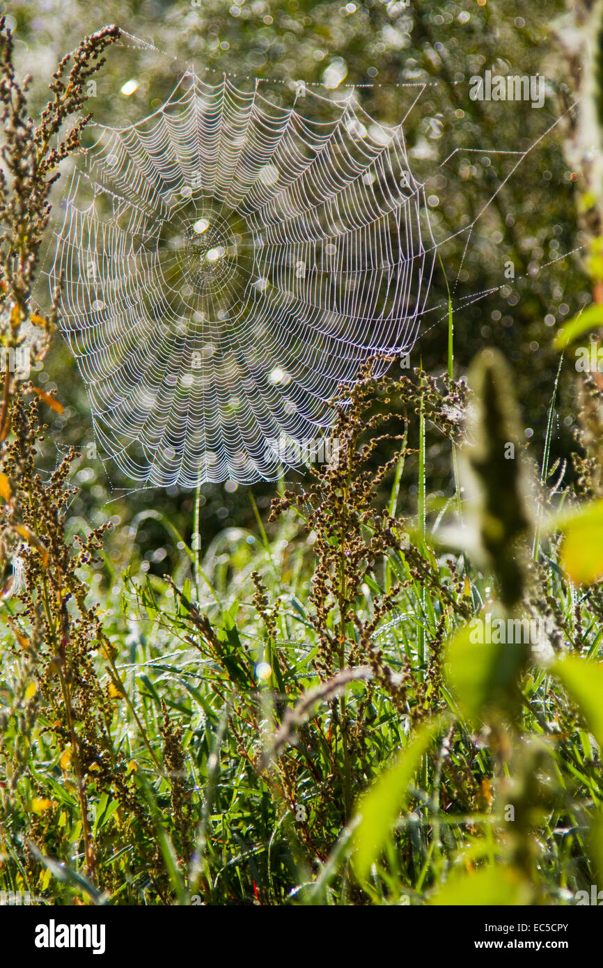 big spider s web between wet plants in the morning light Stock Photo ...