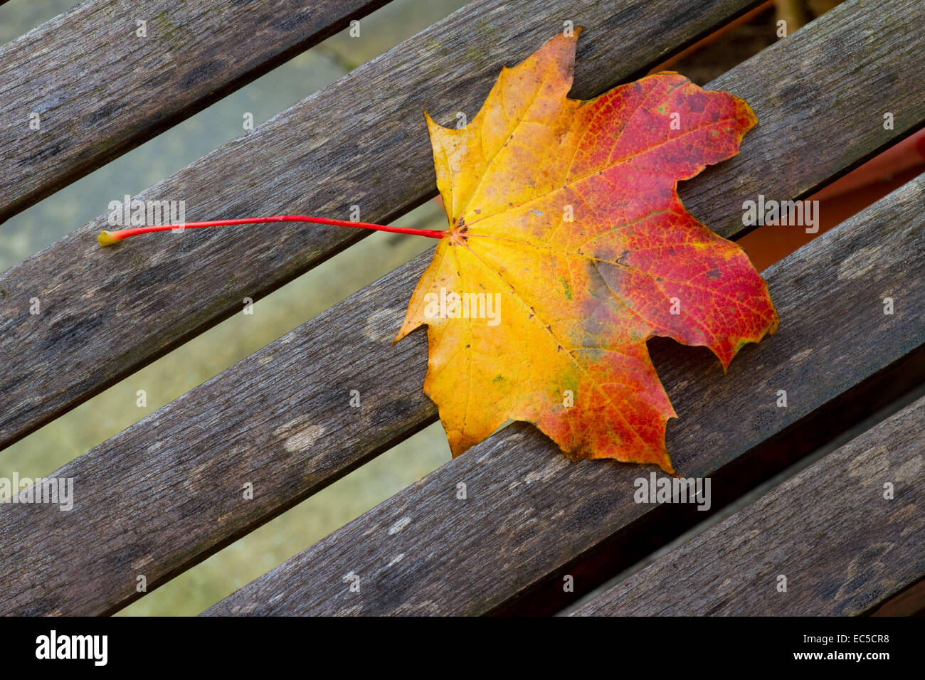Single autumn leaf hi-res stock photography and images - Alamy