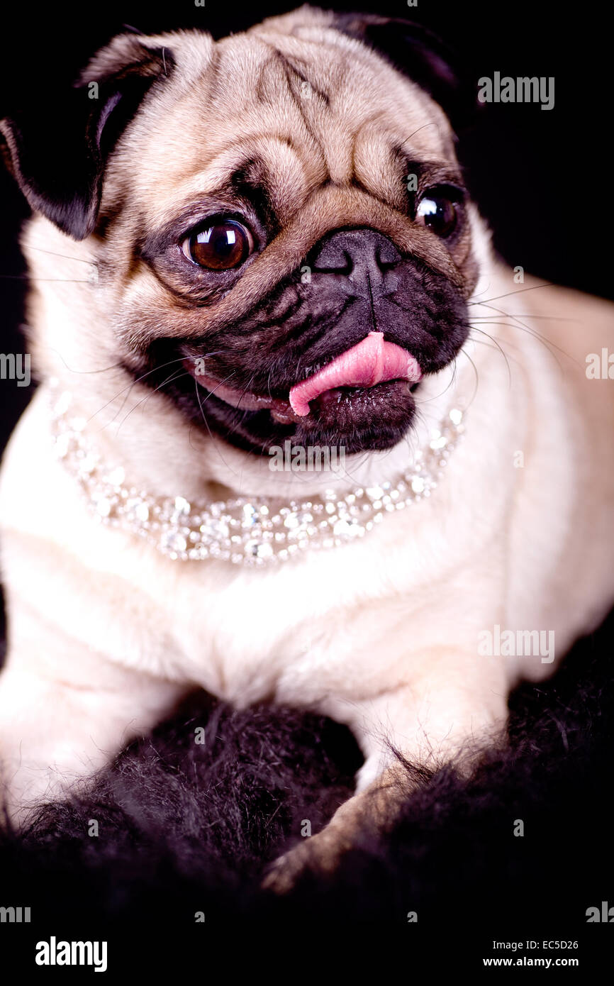 Chinese pug hi-res stock photography and images - Alamy