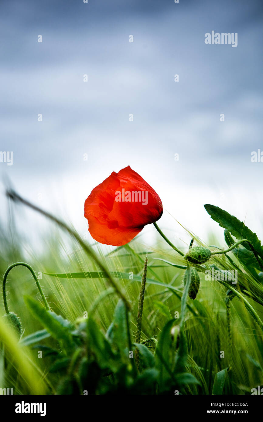 the red poppy flower in front of cornfield Stock Photo - Alamy