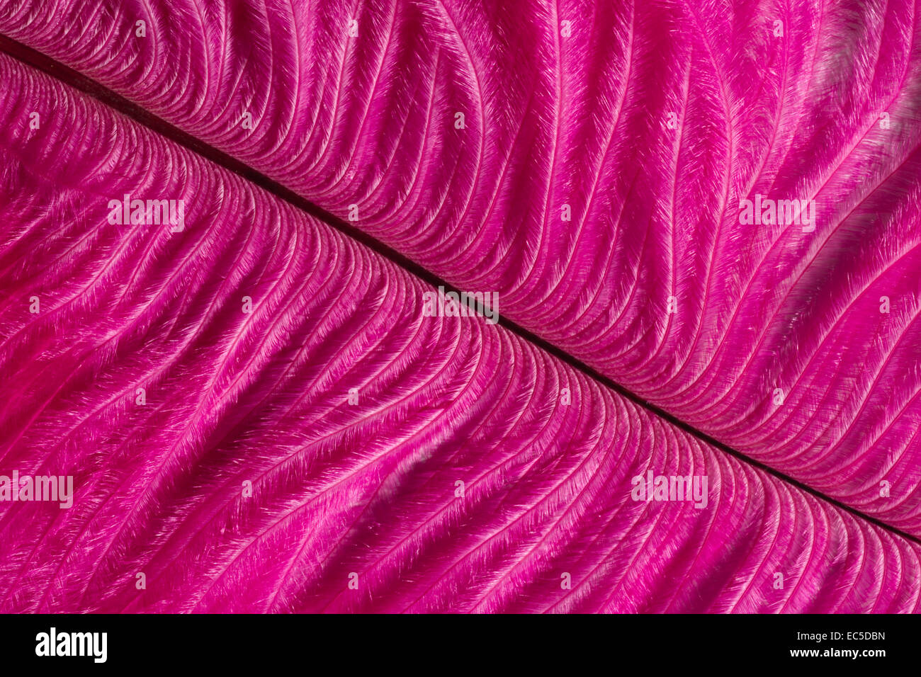 Shocking pink hi-res stock photography and images - Alamy