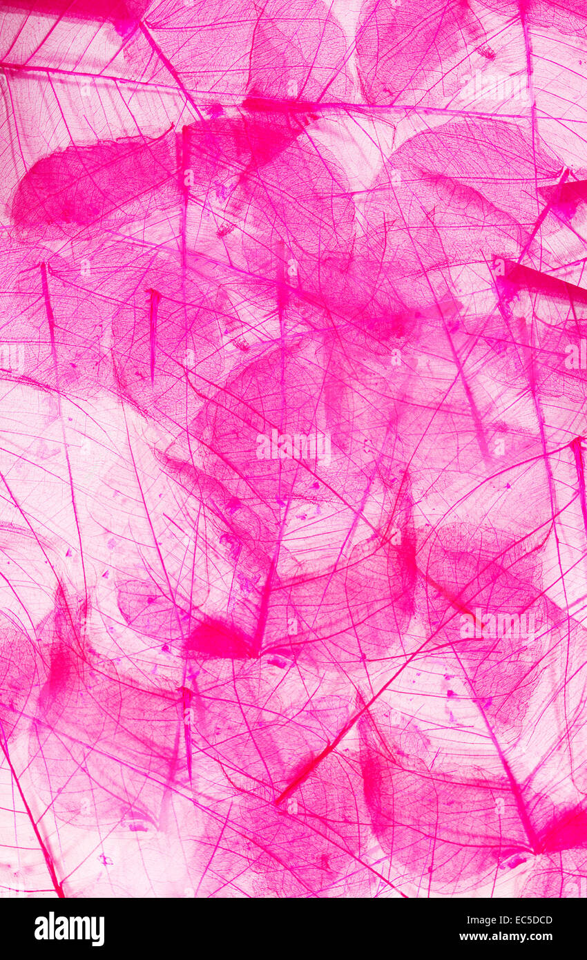 transparent structures of leaf veins Stock Photo - Alamy