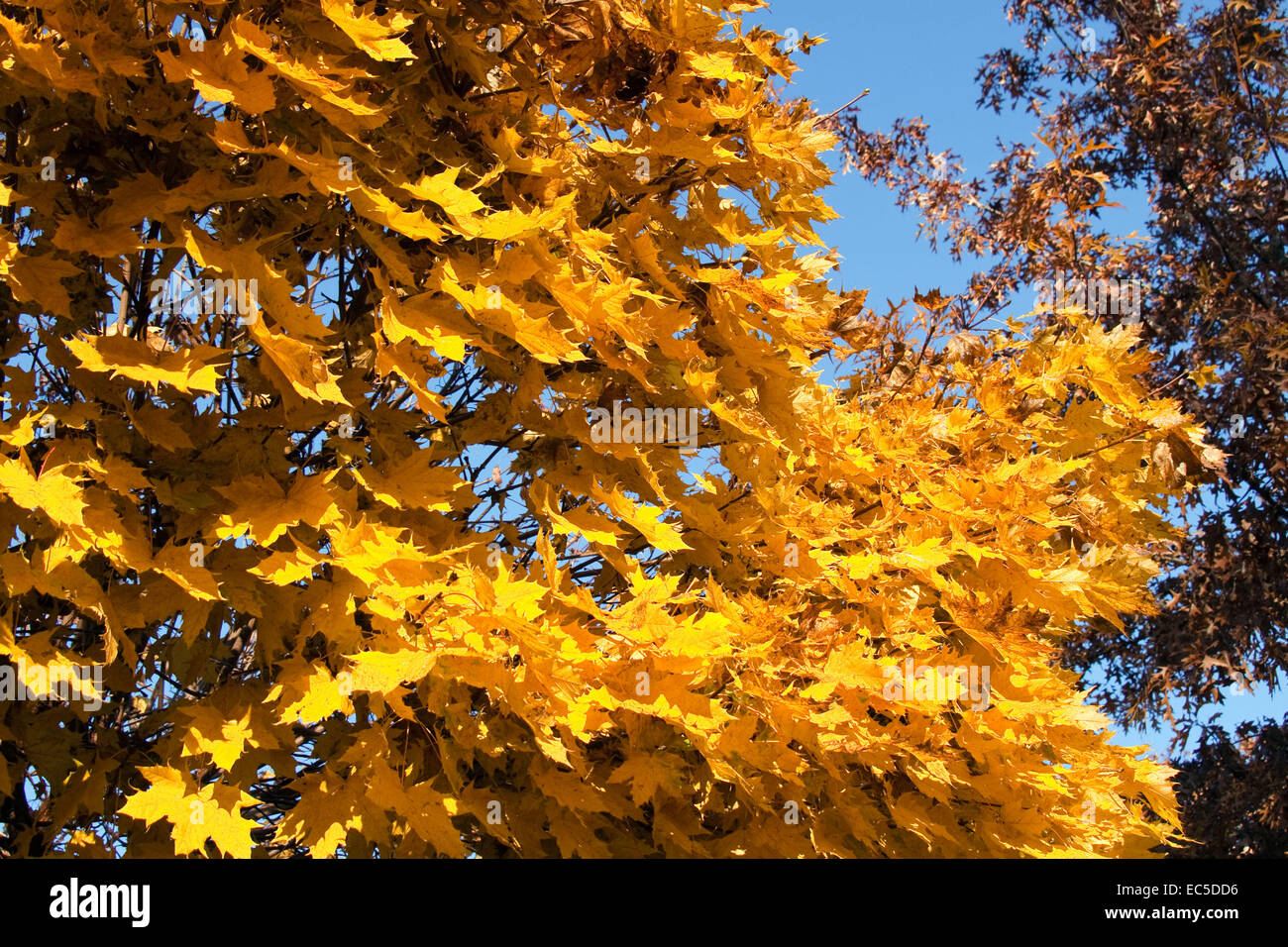 Maple tree canopy hi-res stock photography and images - Alamy