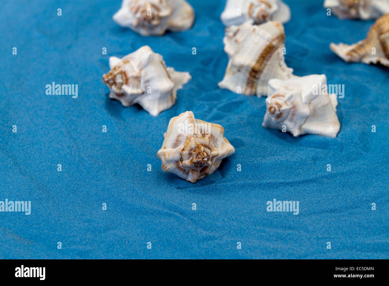 shells on blue sand Stock Photo - Alamy