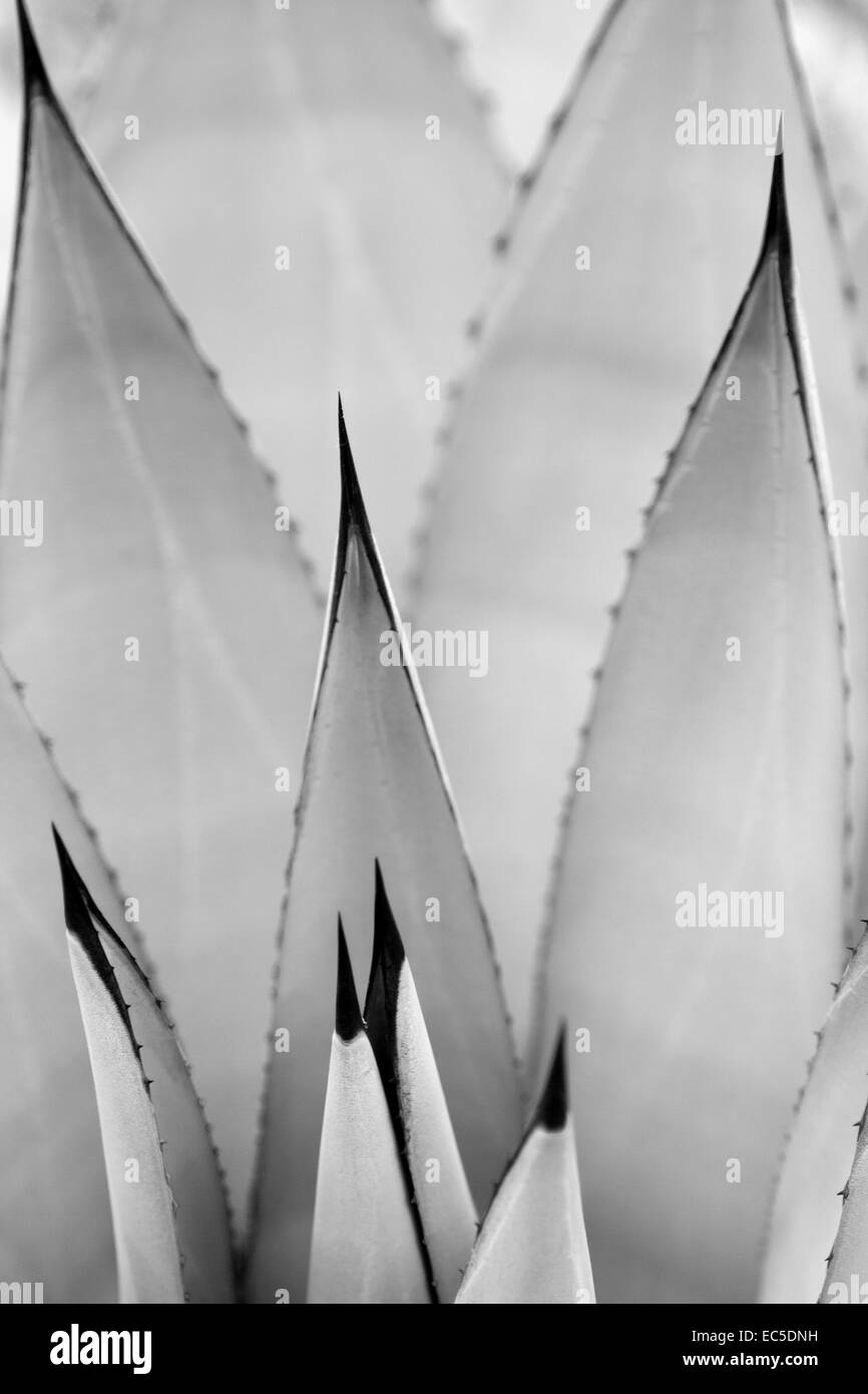 Sharp white thorn Black and White Stock Photos & Images - Alamy