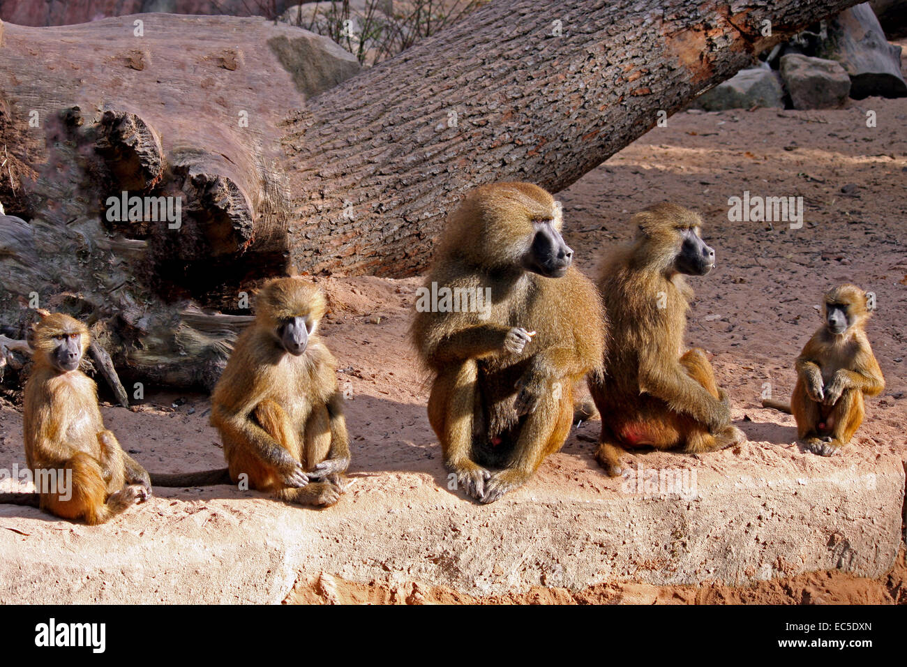 a baboon family Stock Photo - Alamy