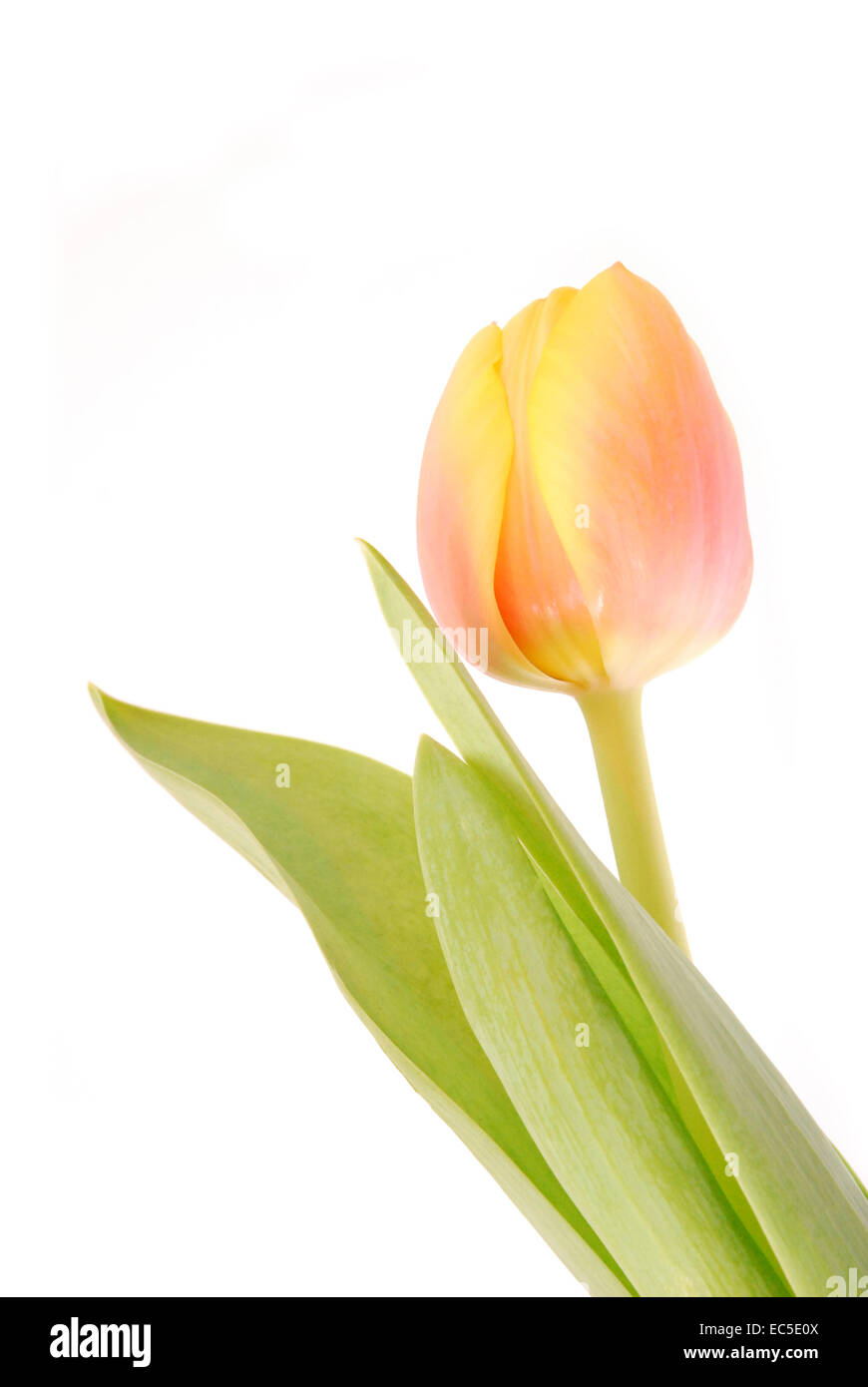 Tulip shapes hi-res stock photography and images - Alamy