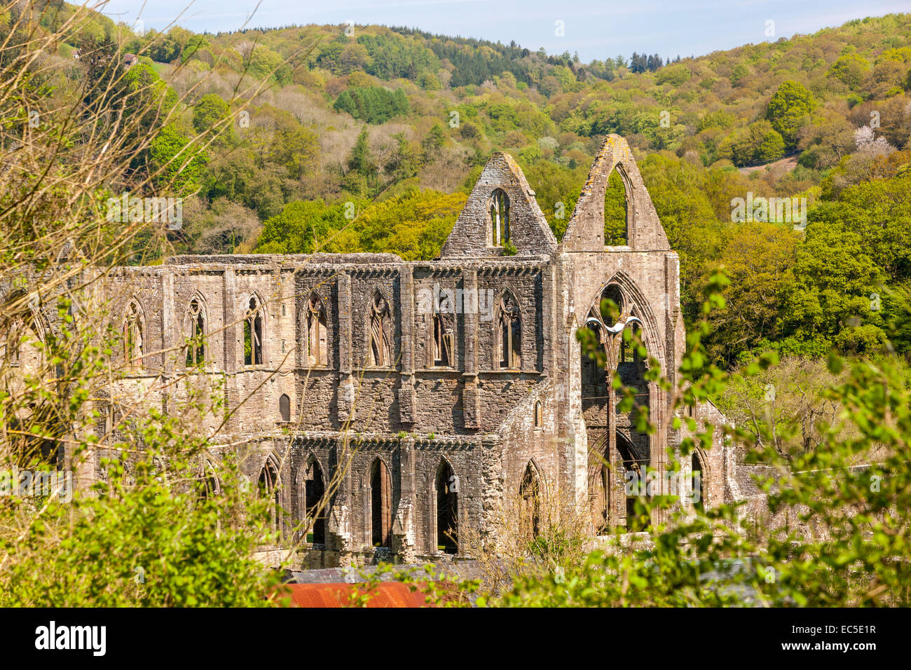 The ruins of Tintern Abbey a medieval Cistercian monastery ...