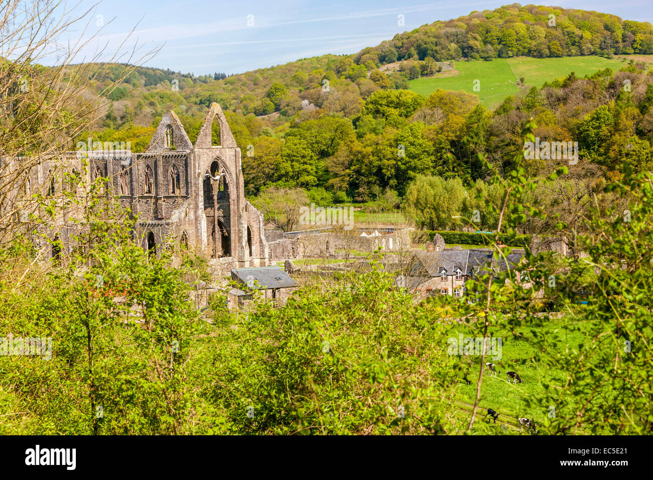 The ruins of Tintern Abbey a medieval Cistercian monastery ...