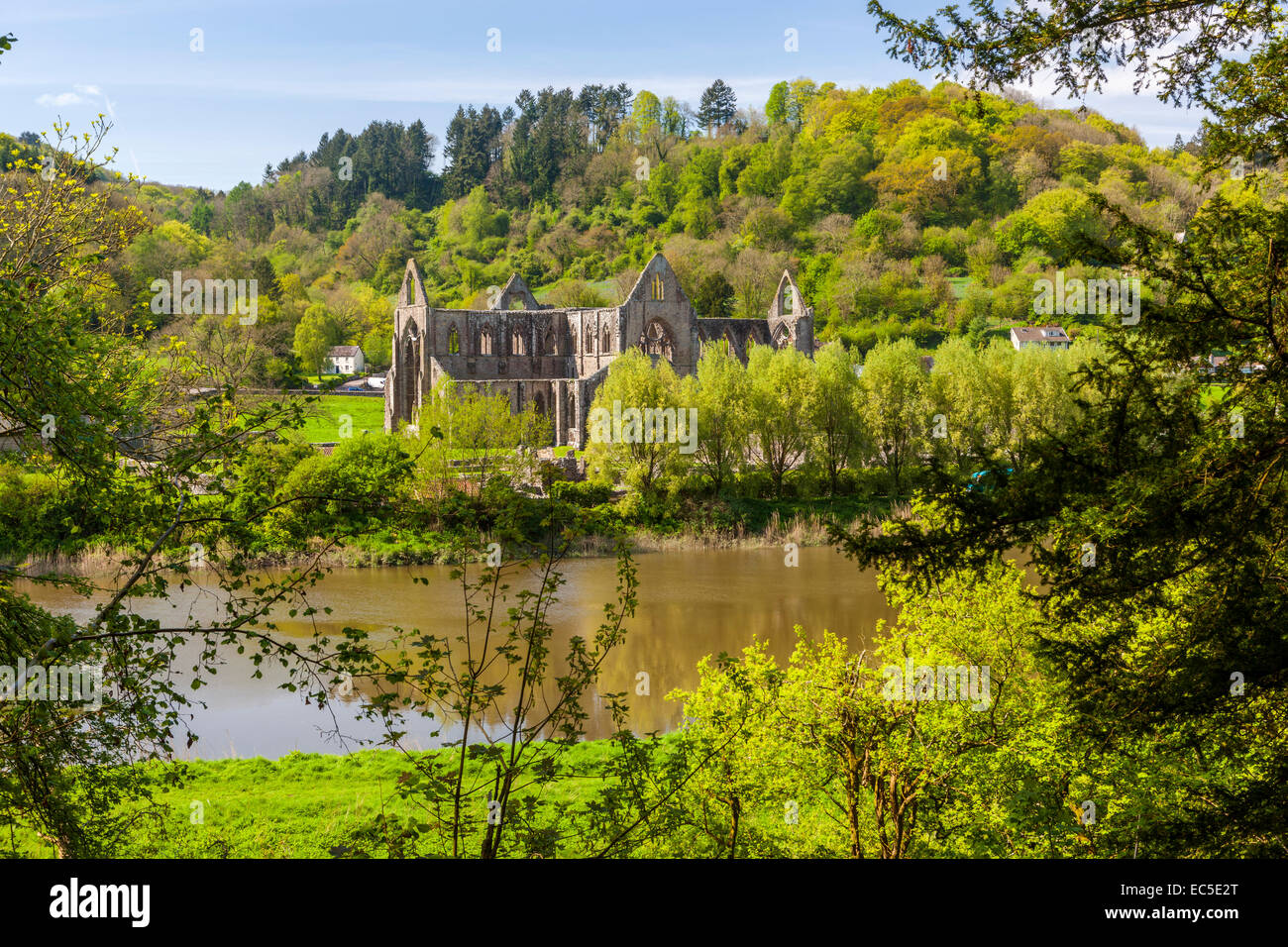 The ruins of Tintern Abbey a medieval Cistercian monastery ...