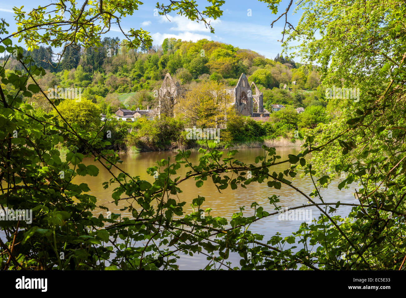 The ruins of Tintern Abbey a medieval Cistercian monastery ...