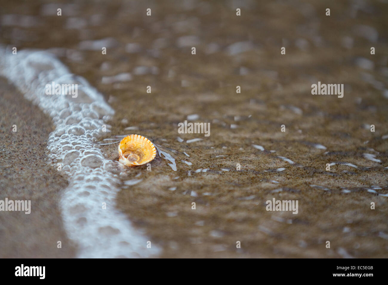 shell on the beach Stock Photo - Alamy