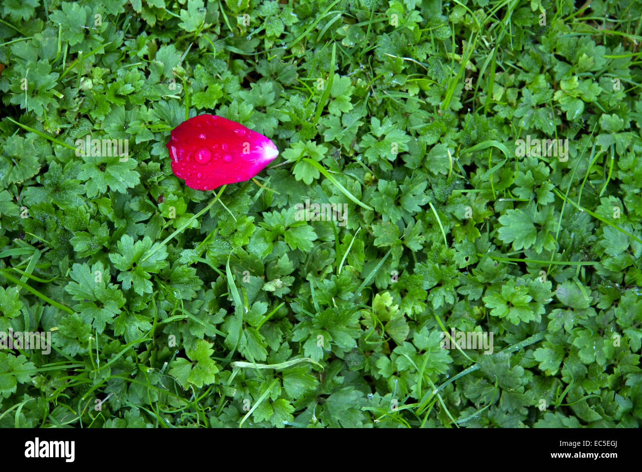Rose weed hi-res stock photography and images - Alamy
