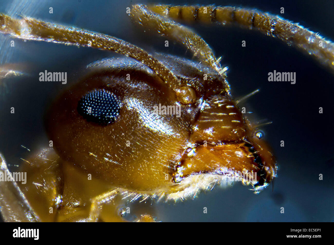 Microphoto Ant before dark background Stock Photo - Alamy