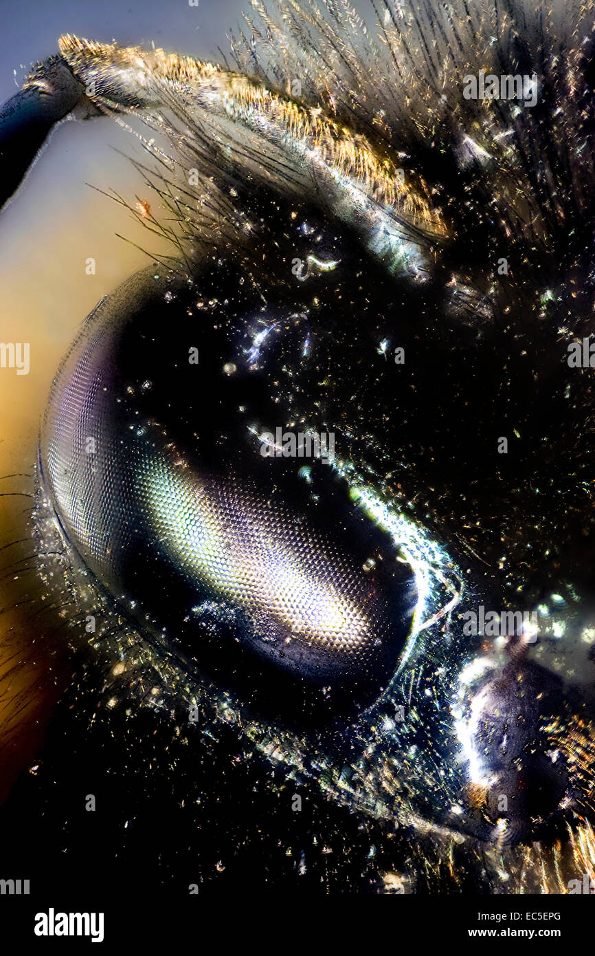 Bumblebee eyes hi-res stock photography and images - Alamy