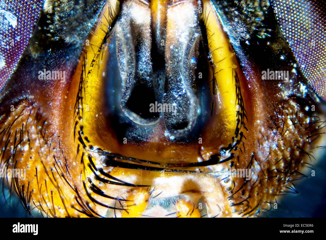 Microphoto Detail of a fly Stock Photo - Alamy