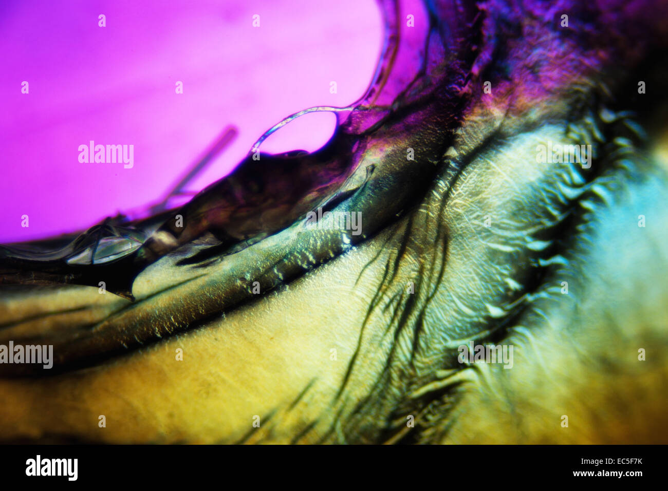 Light Graphics Microphoto of translucent structures in polarized light ...