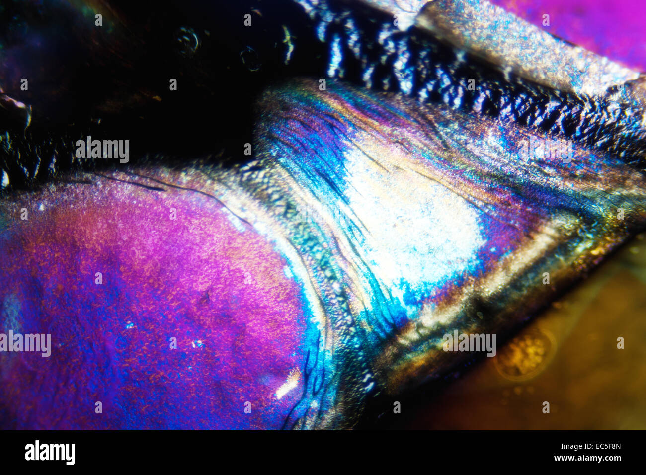 Light Graphics Microphoto of translucent structures in polarized light ...