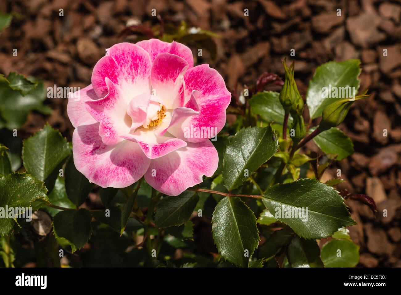 pink tea rose Stock Photo - Alamy