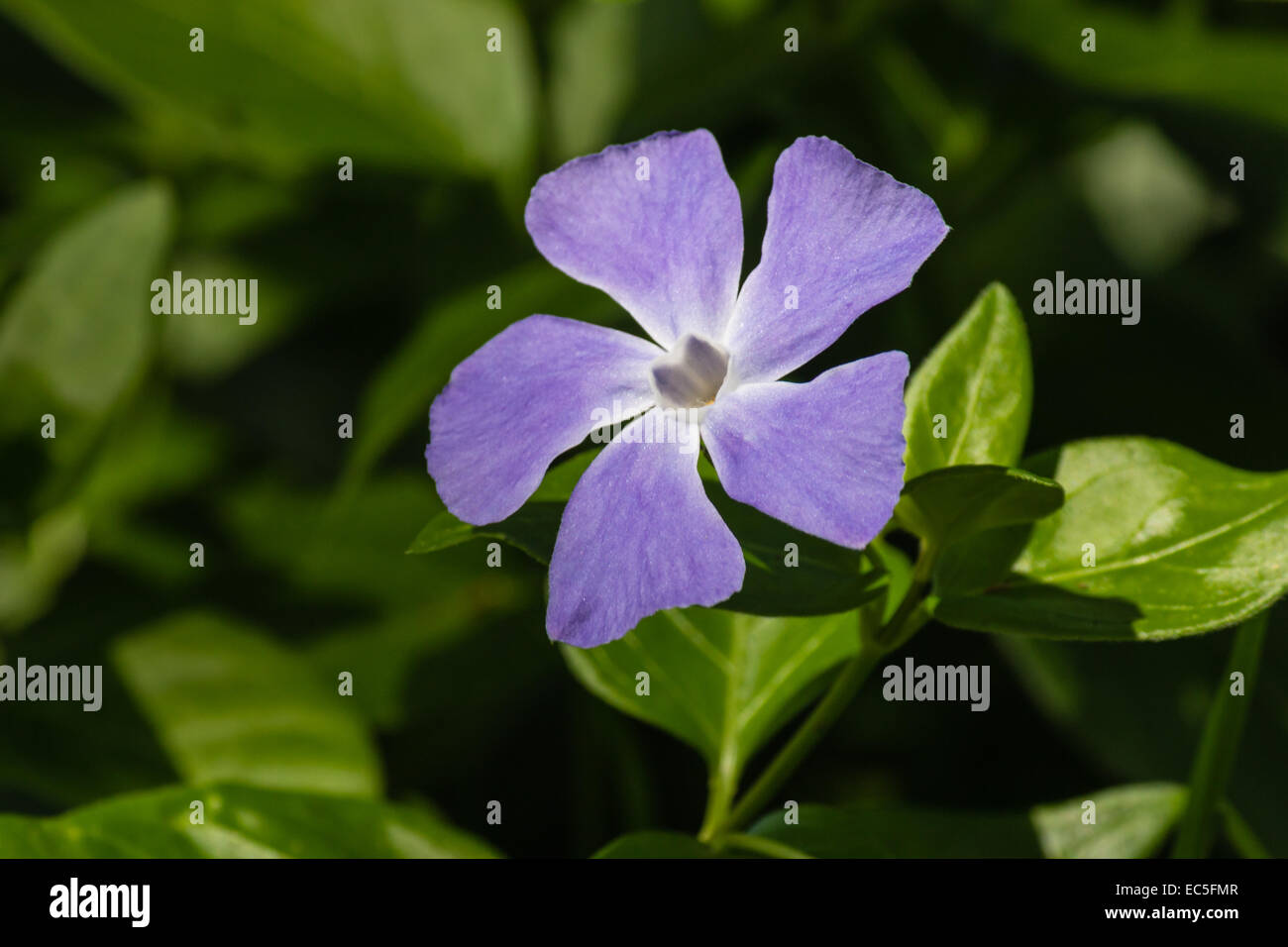 Major invasive weed hi-res stock photography and images - Alamy