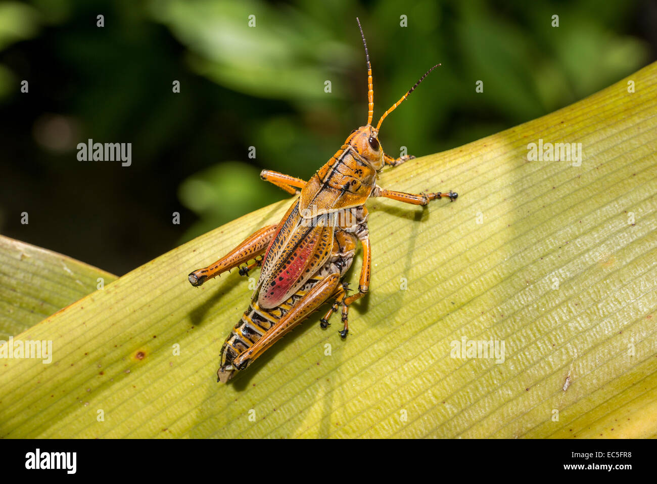 Locust mating hi-res stock photography and images - Alamy