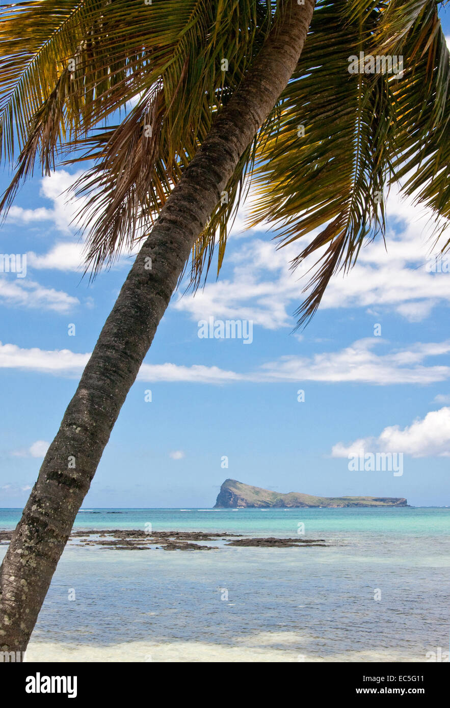 Mauritius - Palm tree in the Indian Ocean - island of Mauritius Stock ...
