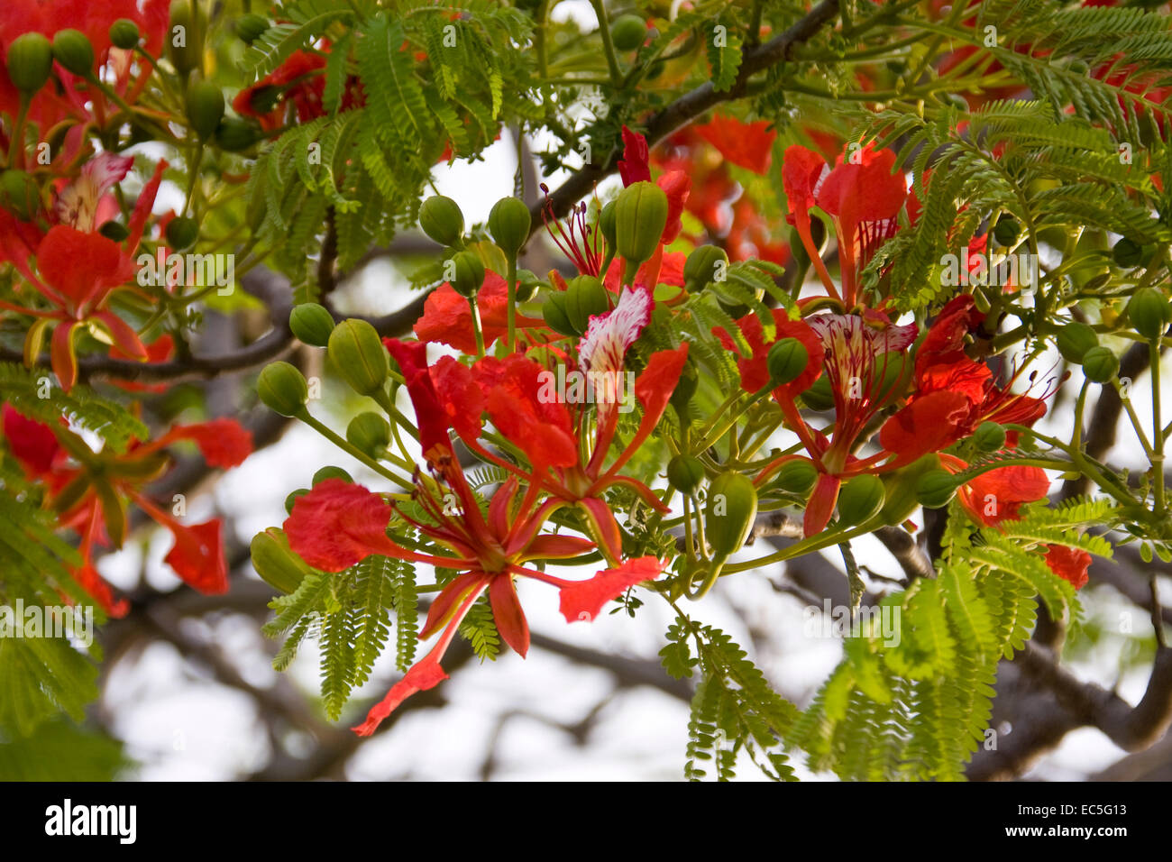 Mauritius flamboyant tree flame tree hi-res stock photography and ...