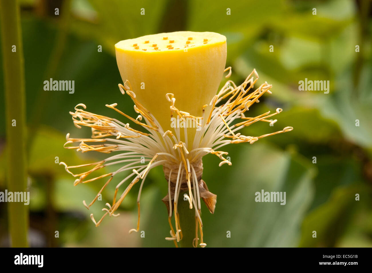 Fruit of lotus flower hi-res stock photography and images - Alamy