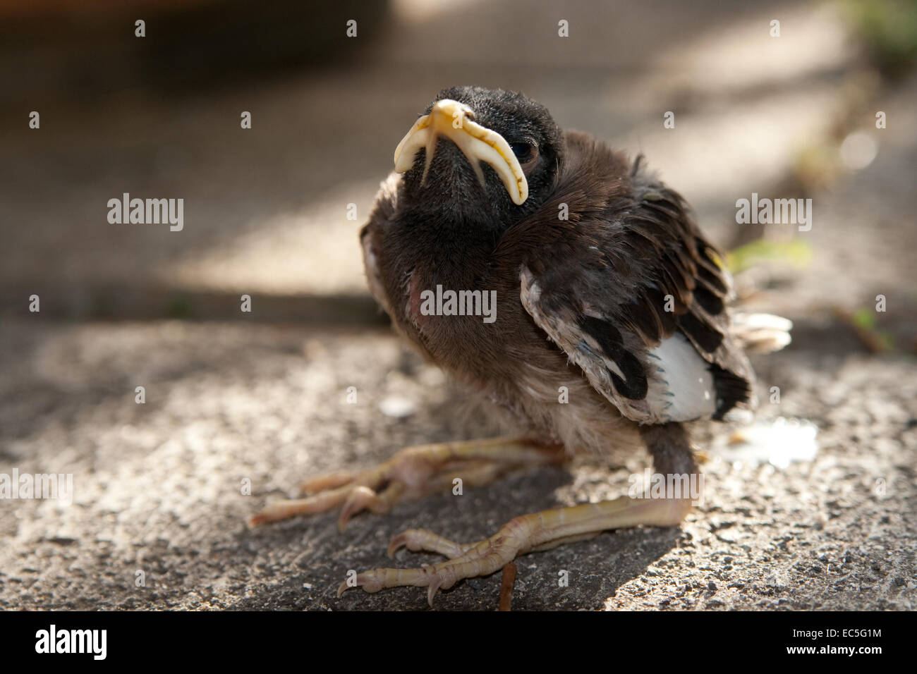 young common myna - Mauritius Stock Photo - Alamy