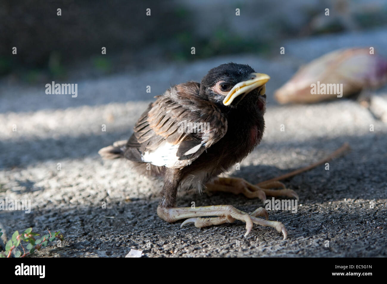 Myna chick hi-res stock photography and images - Alamy