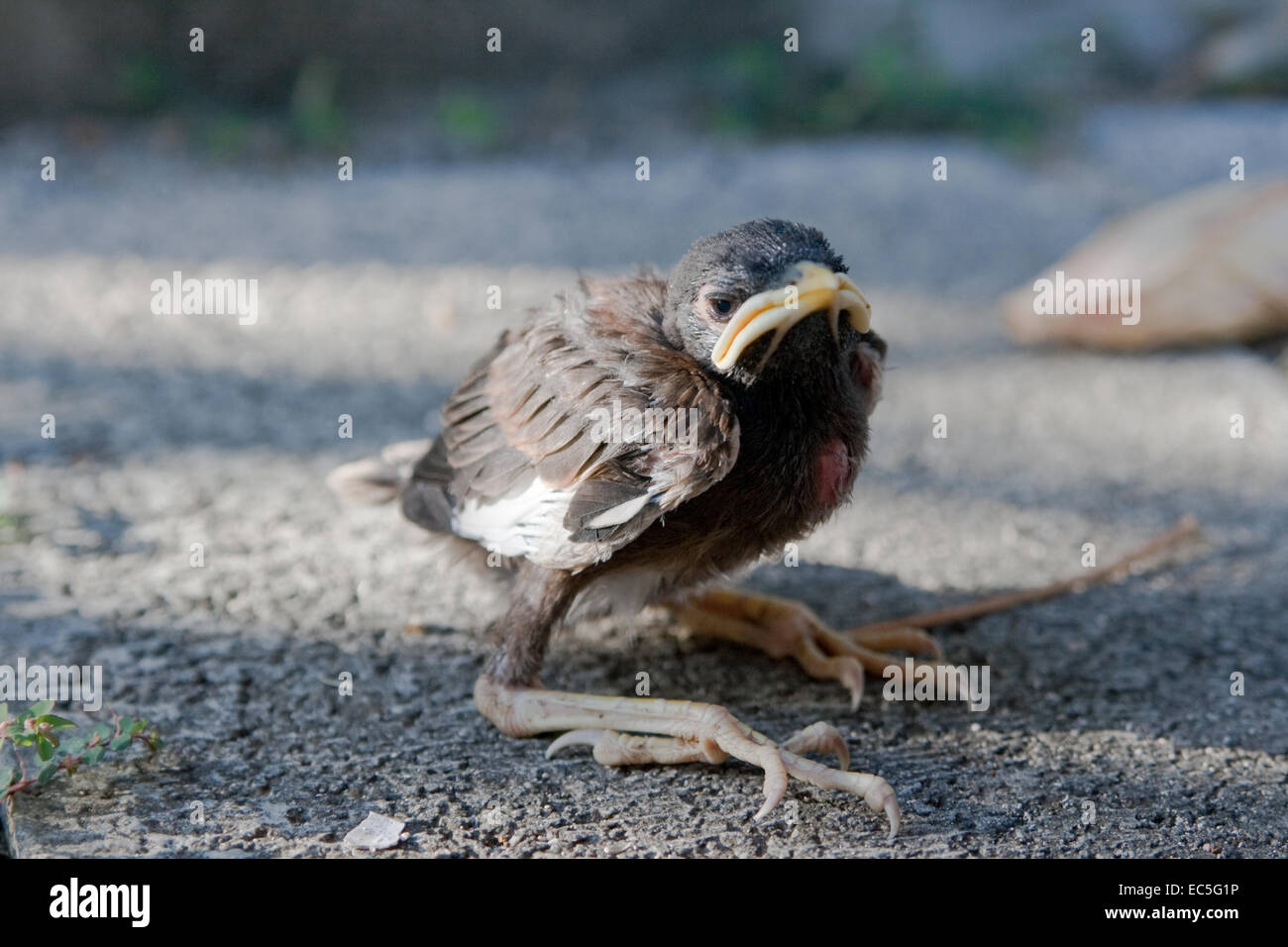 Myna nest hi-res stock photography and images - Alamy