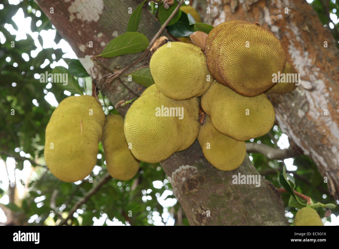 Artocarpus altilis - Fruit of the breadfruit tree - Artocarpus altilis ...