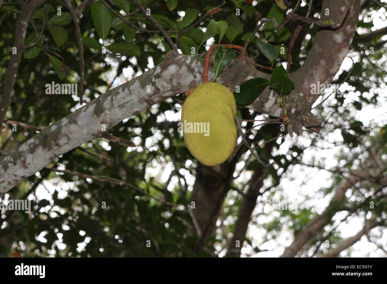 Artocarpus altilis - Fruit of the breadfruit tree - Artocarpus altilis ...