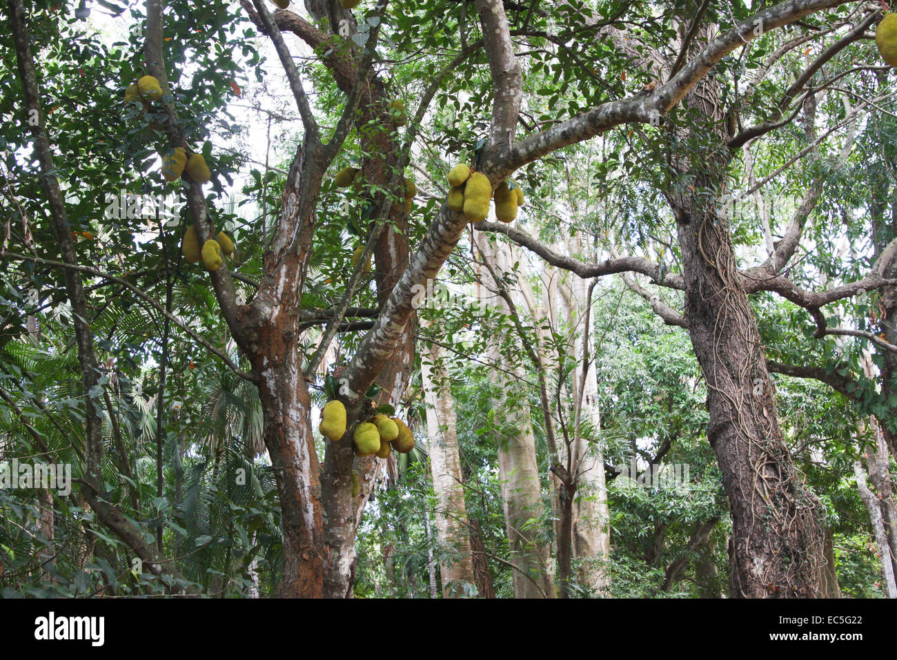 Artocarpus altilis - breadfruit tree - Artocarpus altilis Stock Photo ...