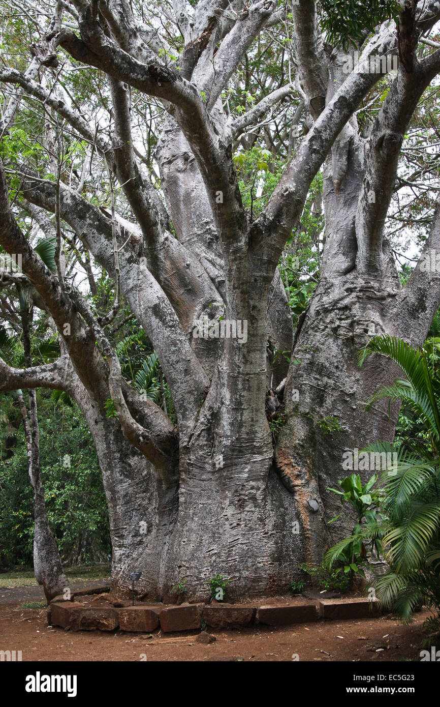 African baobab tree hi-res stock photography and images - Alamy