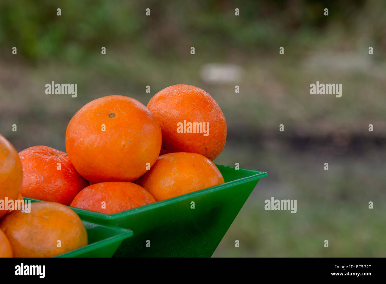 The tangerines hi-res stock photography and images - Alamy