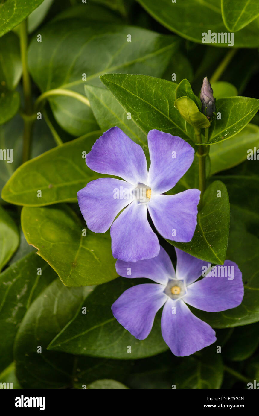 detail of blue periwinkle flowers Stock Photo - Alamy