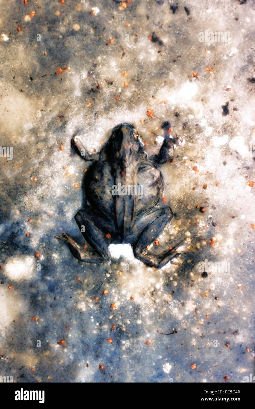 Animals on an ice sheet hi-res stock photography and images - Alamy