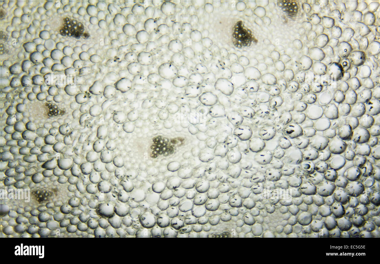 Micro photo Cells of a Tulip Stock Photo - Alamy