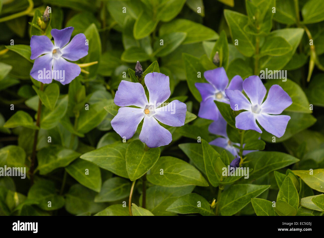vinca major flowers Stock Photo - Alamy