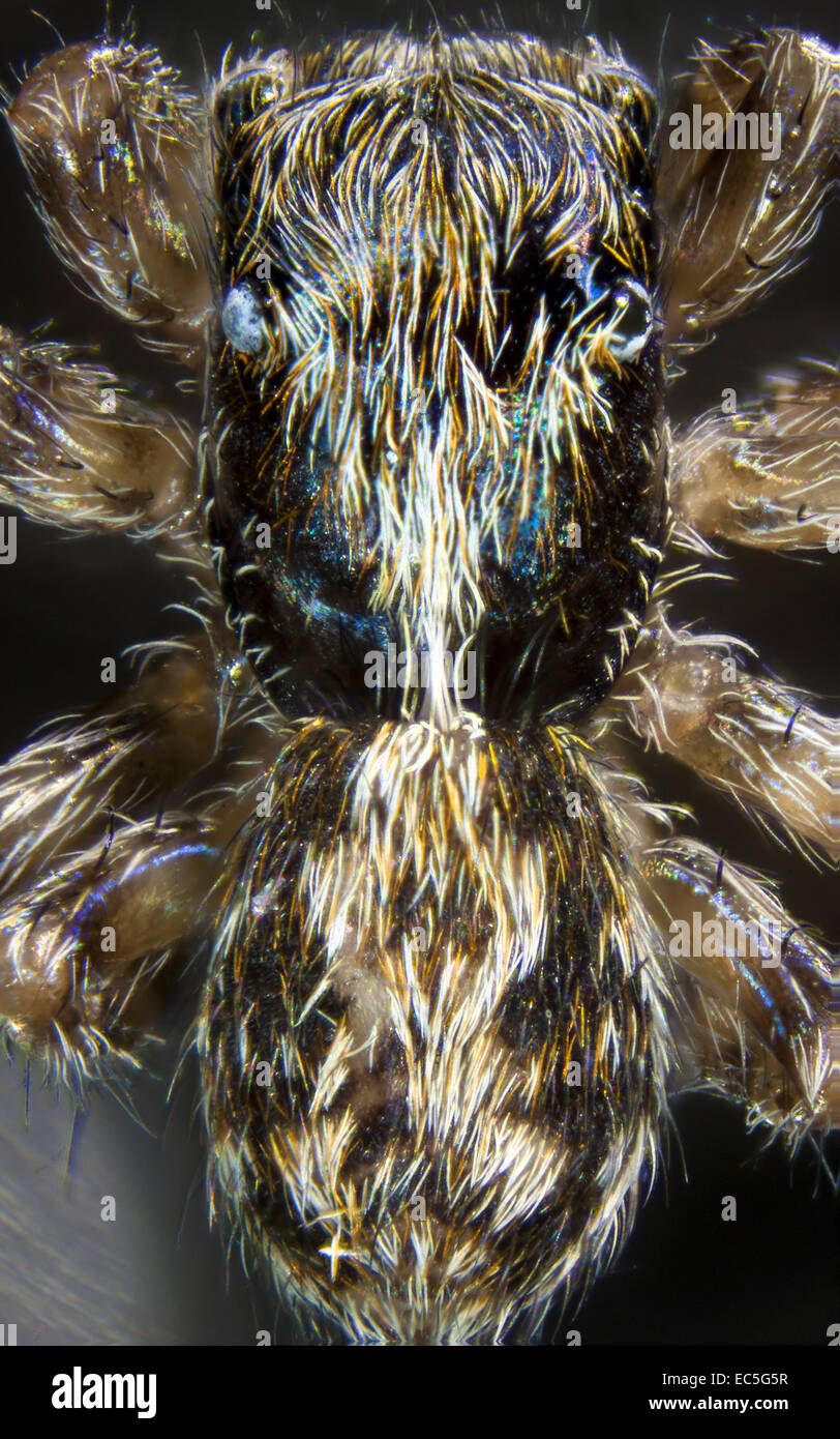 Micro photo of a spider Stock Photo - Alamy