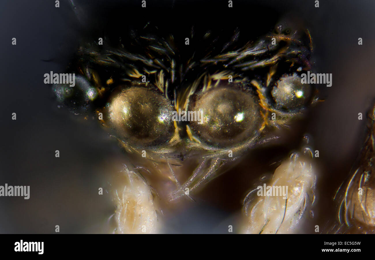 Micro form hi-res stock photography and images - Alamy