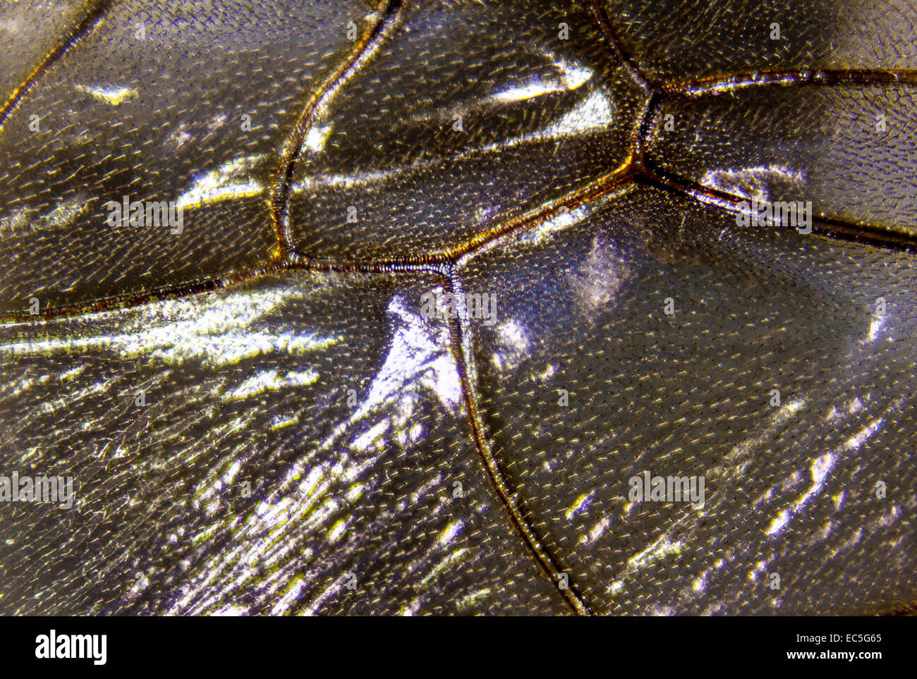 Micro photo of a wasp wing Stock Photo - Alamy